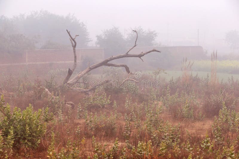 Lone misty forest stock image. Image of blossoms, line - 207069807