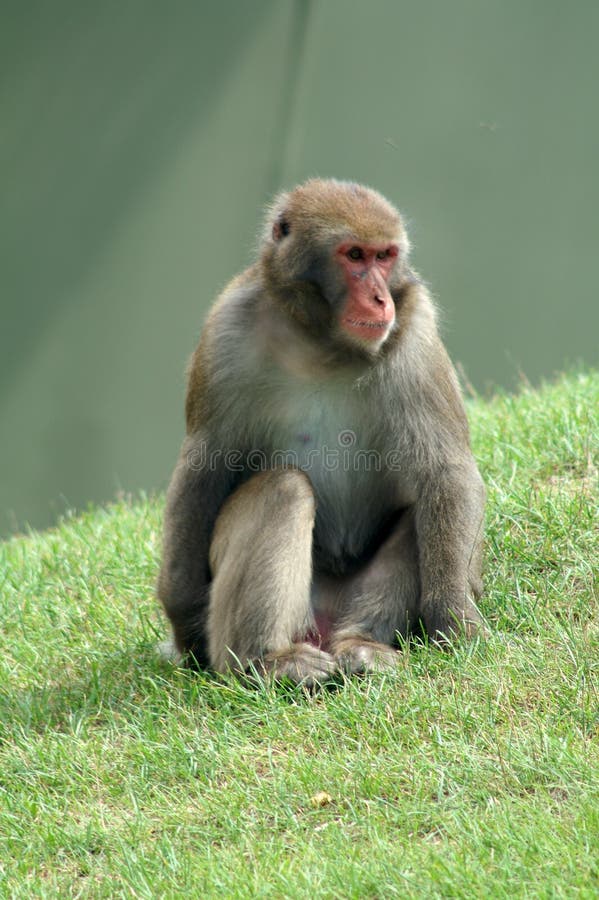Monkey Pause stock photo. Image of peace, gorilla, quiet - 19854