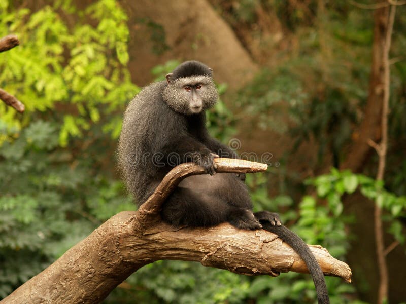 Lone Monkey on a Limb stock photo. Image of reclining - 9026200