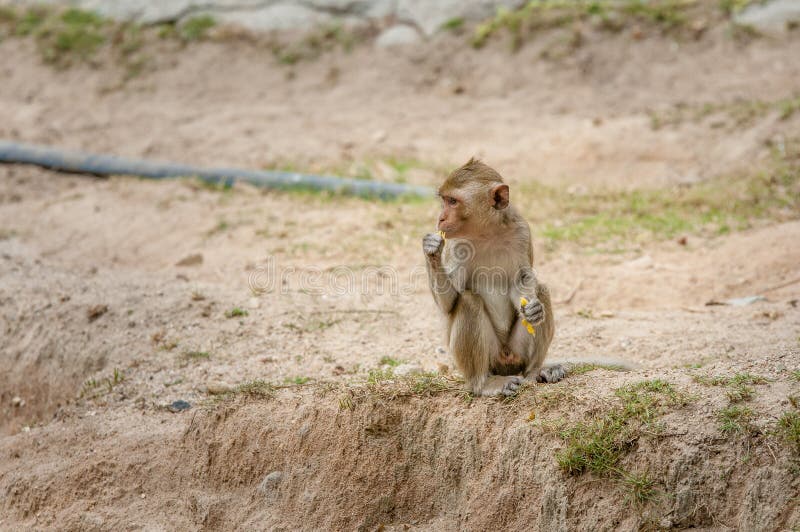 Lone stock photo. Image of fascicularis, body, lost, gardens - 71319114