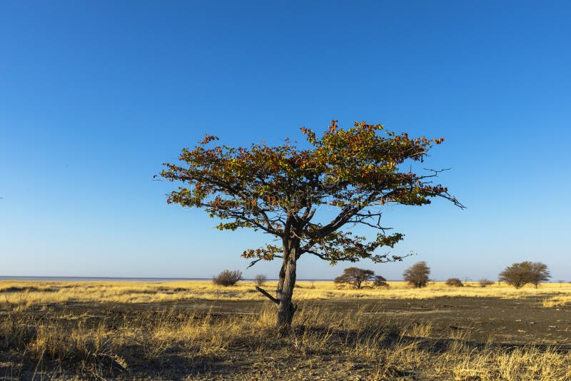 263 Mopani Tree Stock Photos - Free & Royalty-Free Stock Photos from ...