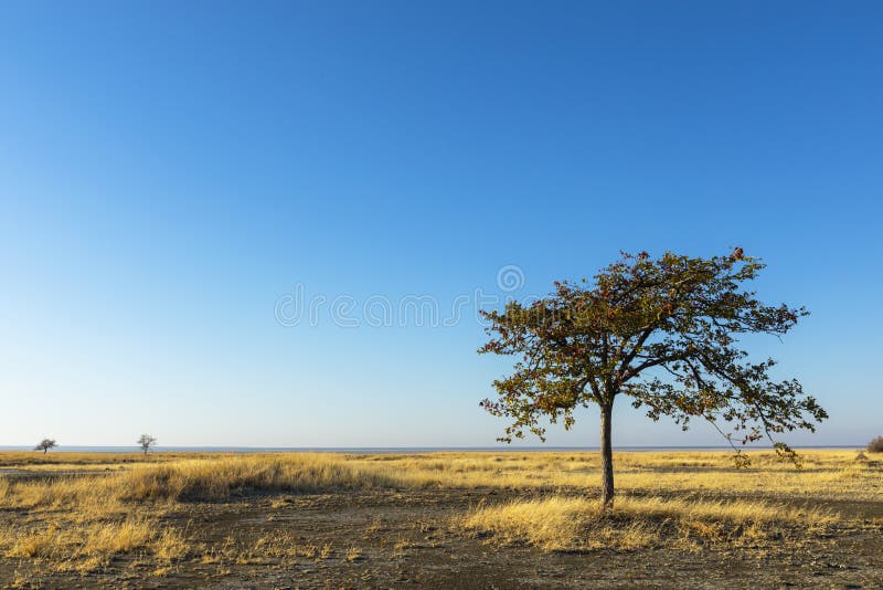 Lone Mopani Tree on Kukonje Island Stock Image - Image of rocks ...