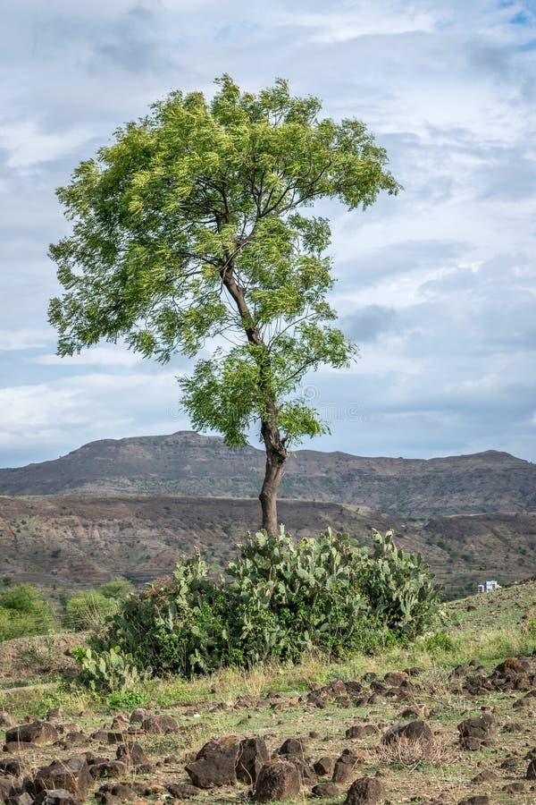 Lone Neem Tree with Lots of Cactus Trees at Trunk with Clear Blue Sky ...
