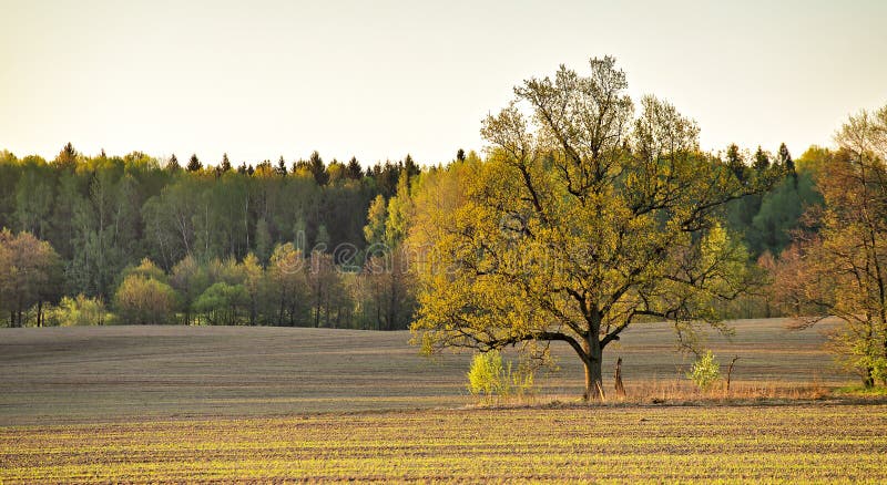 Lone Oak in a Green Spring Fields Stock Image - Image of lone, summer ...