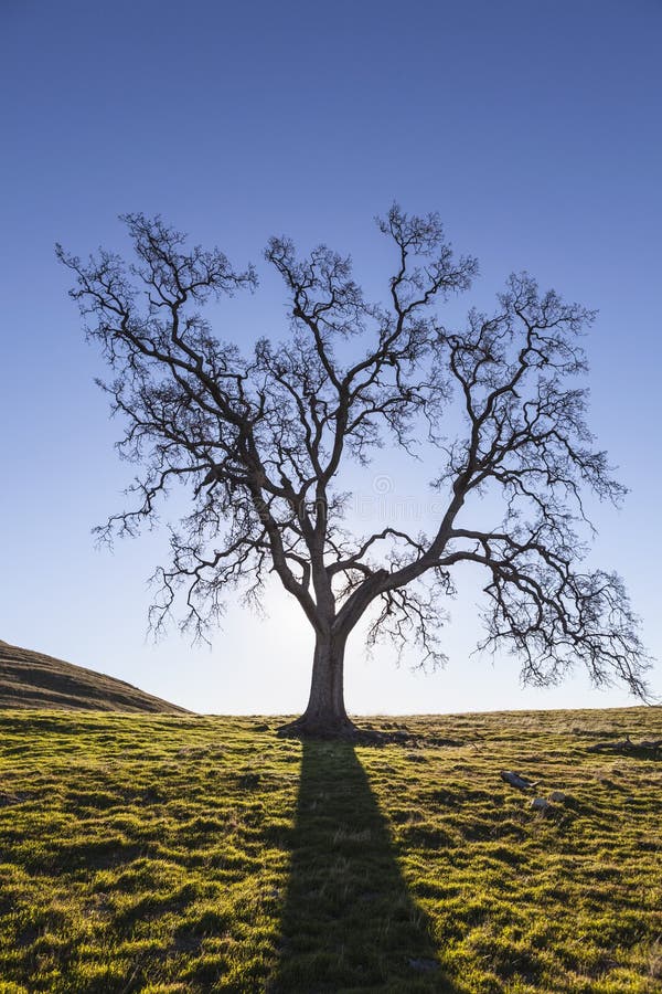 Lone Oak Leafless Silhouette Stock Image - Image of angeles, silhouette ...