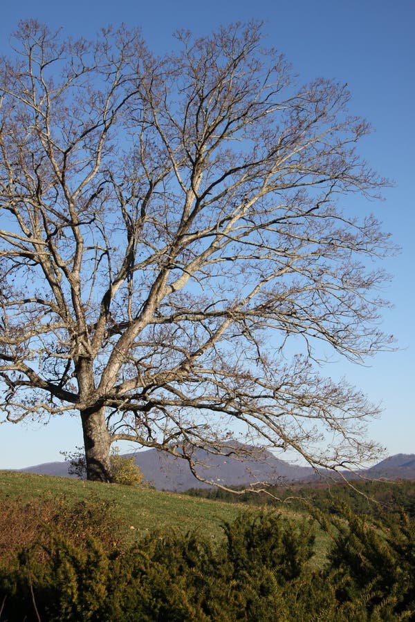 Lone oak tree stock image. Image of autumn, grass, texture - 44257297