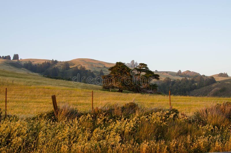 Lone Oak Tree in California Field Stock Photo - Image of county, field ...