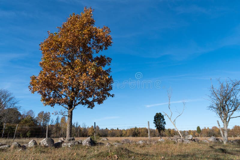 Lone Oak Tree in Fall Colors Stock Photo - Image of brown, beauty ...