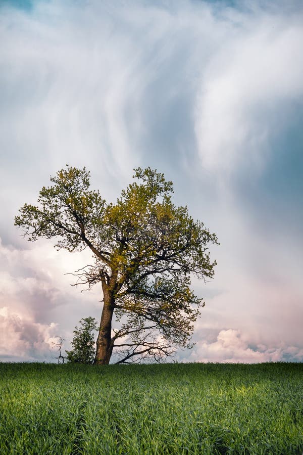 A Lone Oak Tree in a Field at Sunset Stock Image - Image of summer ...