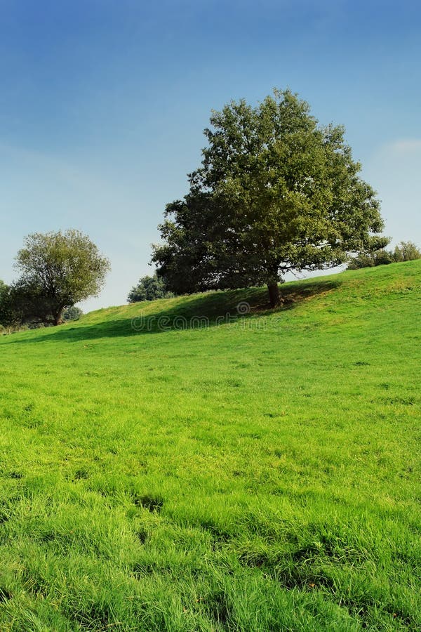 Lone Oak Tree on Fresh Grassland Slope. Stock Image - Image of hiking ...