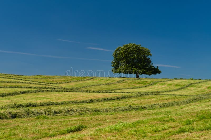 Lone Oak Tree Grown on Top of a Hill Stock Image - Image of outdoor ...