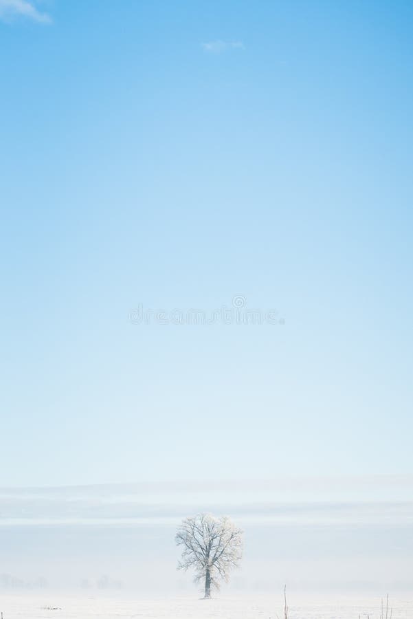 Lone Oak Tree in a Snowy Field with Frost Covering Stock Image - Image ...