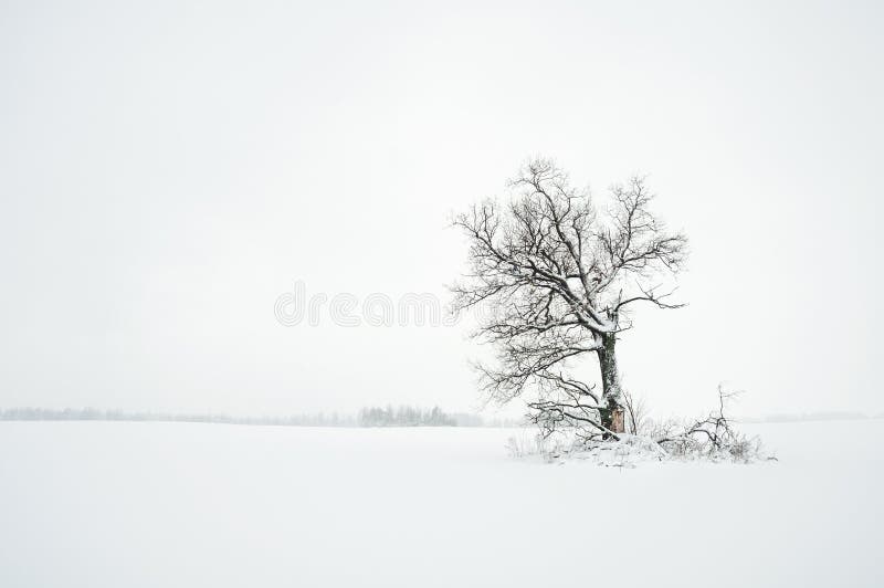 A Lone Oak Tree in a Winter Field. in the Background is a Distant ...