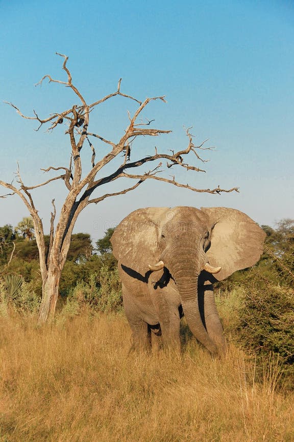 Lone Old Elephant Standing by Tree in Botswana Stock Image - Image of ...