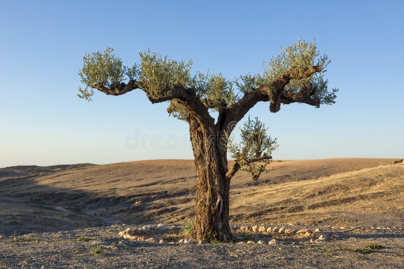 Lone olive tree stock photo. Image of desert, tree, shrubland - 62629446