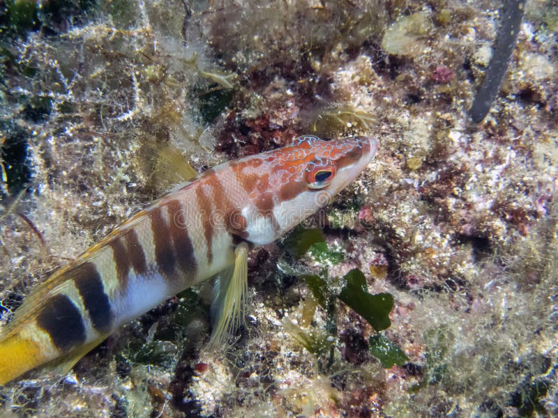 Sea Comber On A Mediterranean Reef Stock Image - Image of organism ...