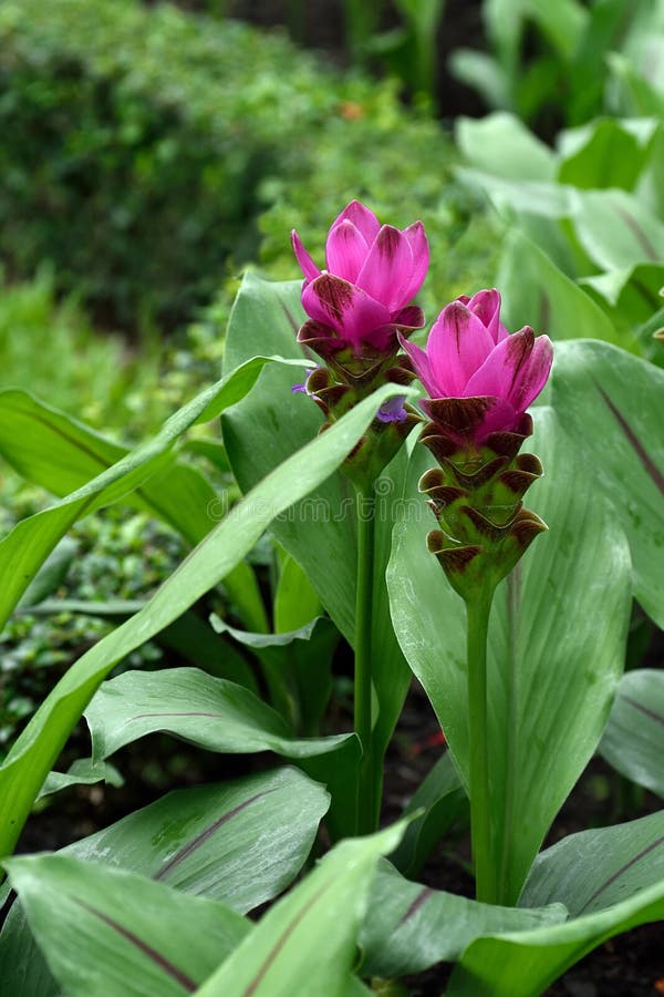 Siam tulip stock photo. Image of curcuma, color, ginger - 235257696