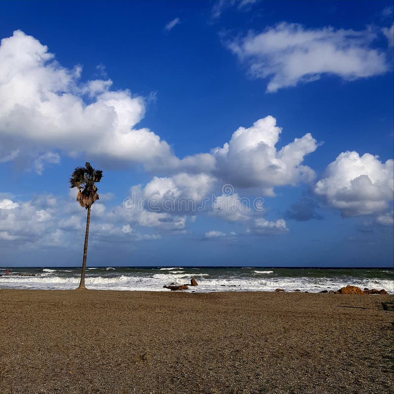 A Lone Palm Tree on a Beach on a Windy Day. Stock Image - Image of ...