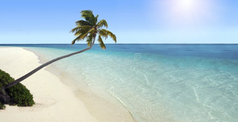 Lone Palm Tree on an Empty Tropical Island Beach Stock Photo - Image of ...