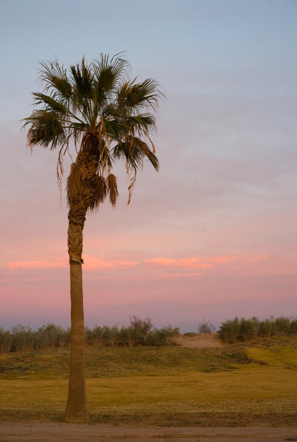 Palm Tree West Coast Tropical California Sunset Skyline Stock Photo ...
