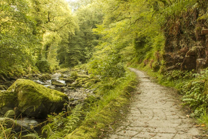 Lone Path Leading through a Beautiful Green Forest Stock Image - Image ...