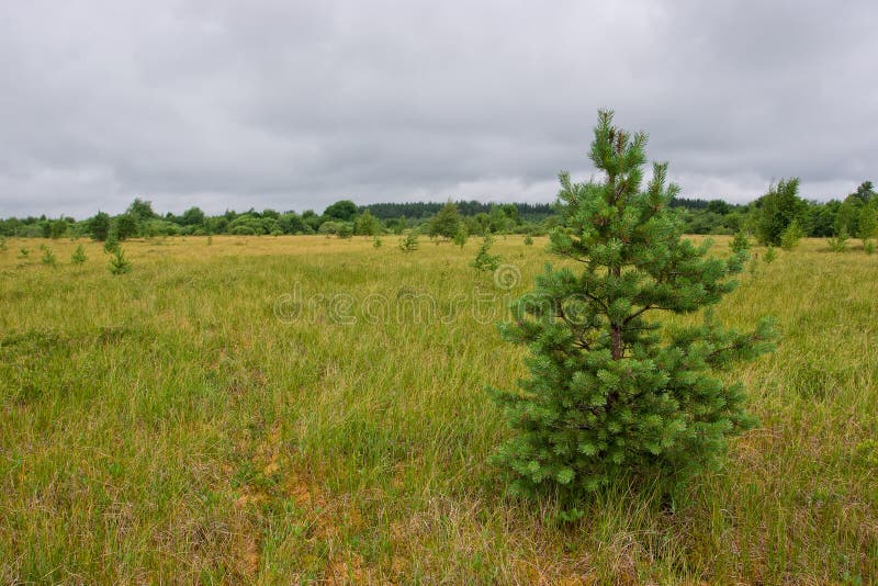 Lone pine tree stock photo. Image of beautiful, flourish - 18525608