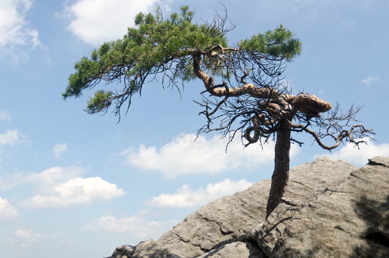 Lone pine tree stock image. Image of background, cliff - 27755735