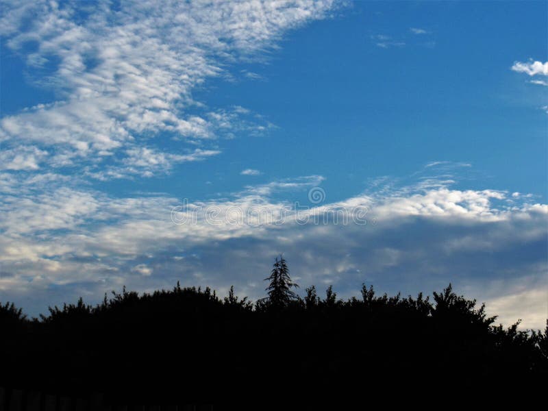 Lone Pine Tree with Blue Skies Stock Image - Image of heavenly, pine ...