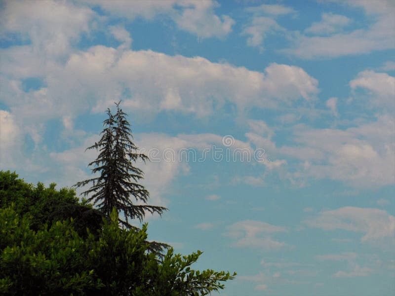 Lone Pine Tree with Blue Skies and White Clouds Stock Image - Image of ...