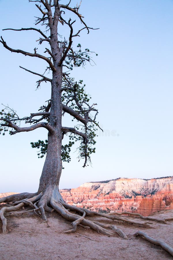 Lone Pine Tree at Bryce Canyon Stock Photo - Image of sticks, view ...