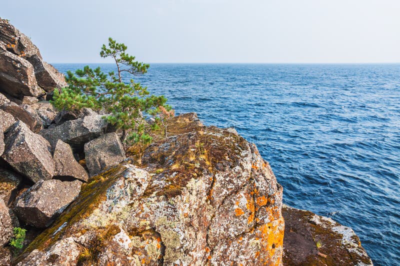 Lone Pine Tree on a Cliff by the Sea. Stock Image - Image of outdoor ...