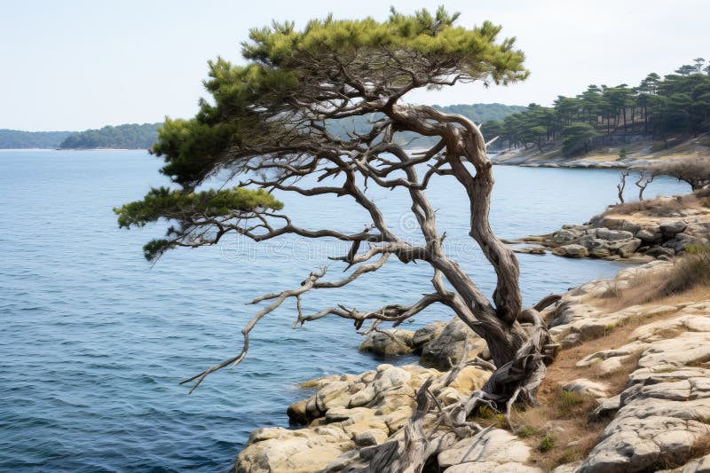 A Lone Pine Tree on the Edge of a Rocky Cliff Overlooking the Ocean ...