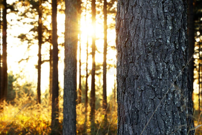 Lone Pine Tree in Forest with Sunsetting Behind it. Stock Image - Image ...