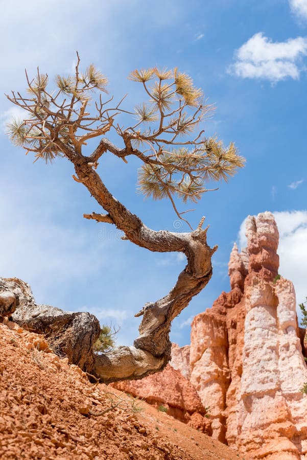Lone Pine Tree with the Hoodoos in the Background. Stock Image - Image ...