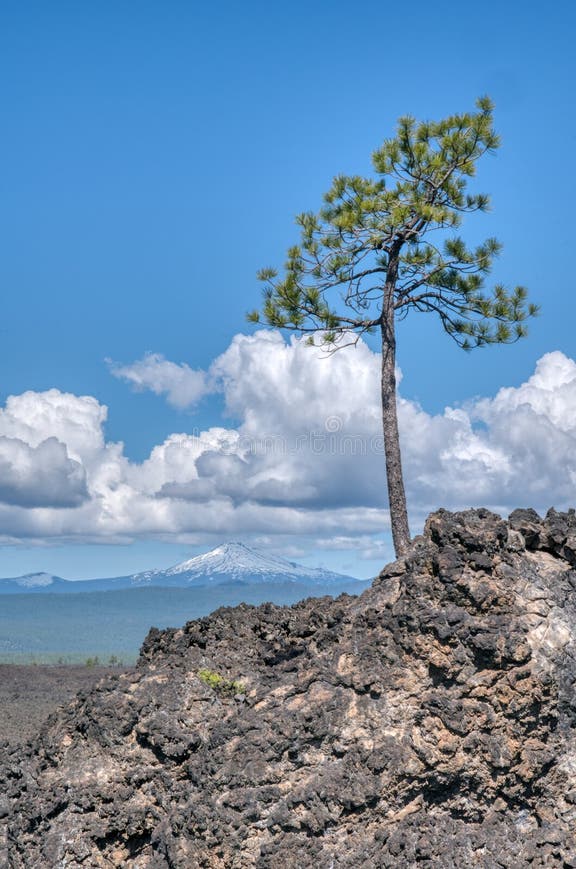 Lone Pine Tree in Lava Lands State Park in Oregon Stock Photo - Image ...