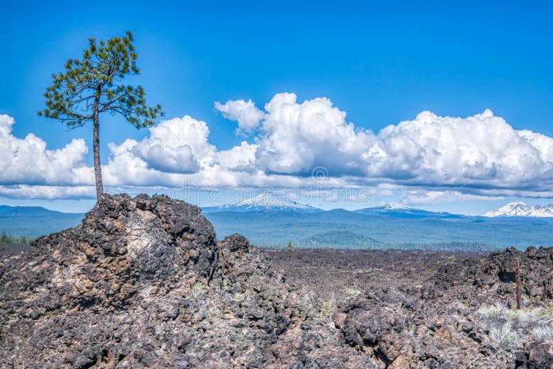 Lone Pine Tree in Lava Lands State Park in Oregon Stock Image - Image ...