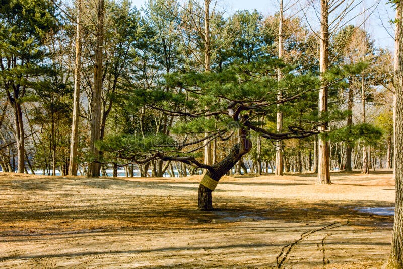 Lone pine tree stock image. Image of nature, forest, desolate - 99084977