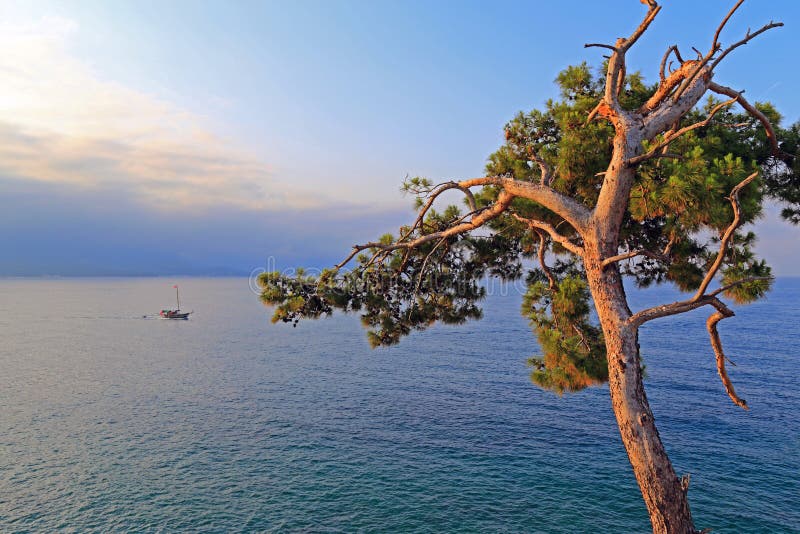 A lone pine tree over sea stock image. Image of trunk - 31481717