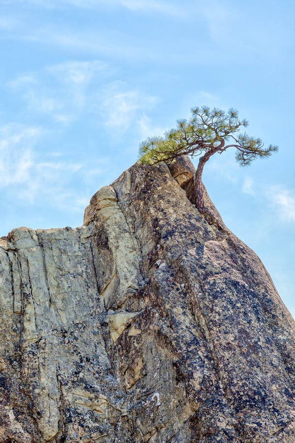 Lone Pine Tree in Sandstone Pinnacle Stock Photo - Image of branch ...