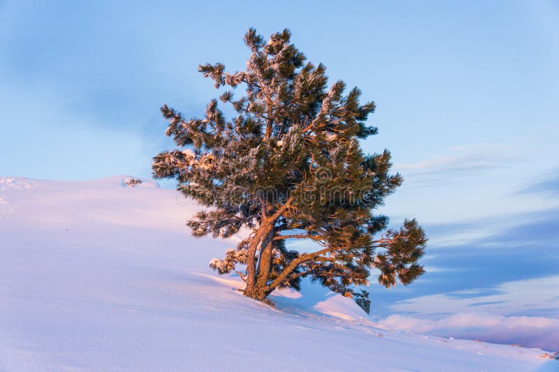 891 Lone Pine Tree White Photos - Free & Royalty-Free Stock Photos from ...