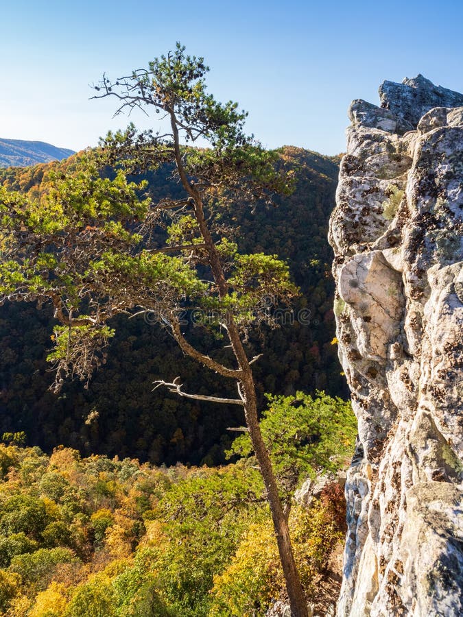 Lone Pine Tree at Summit of Seneca Rocks, West Virginia, with Fall ...