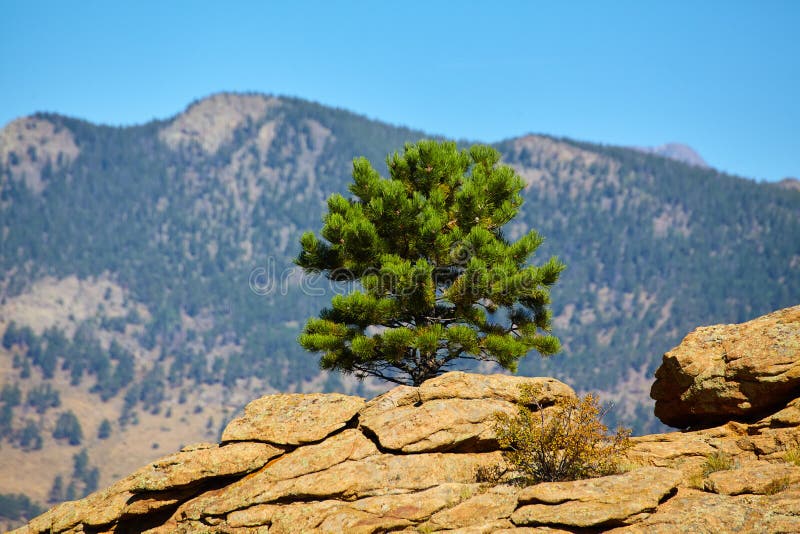 Lone Pine Tree on Top of Desert Rock Boulders with Mountains in ...