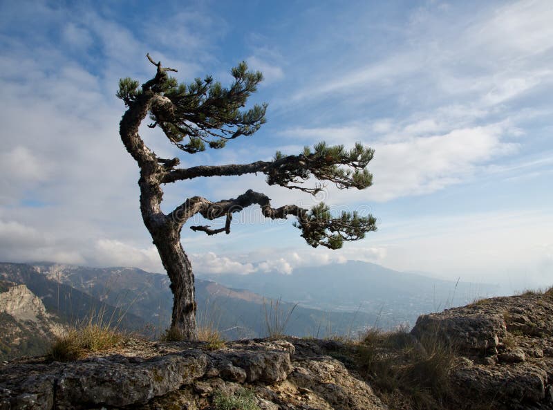 A Lone Pine Tree on Top of Mountain Stock Image - Image of mountains ...