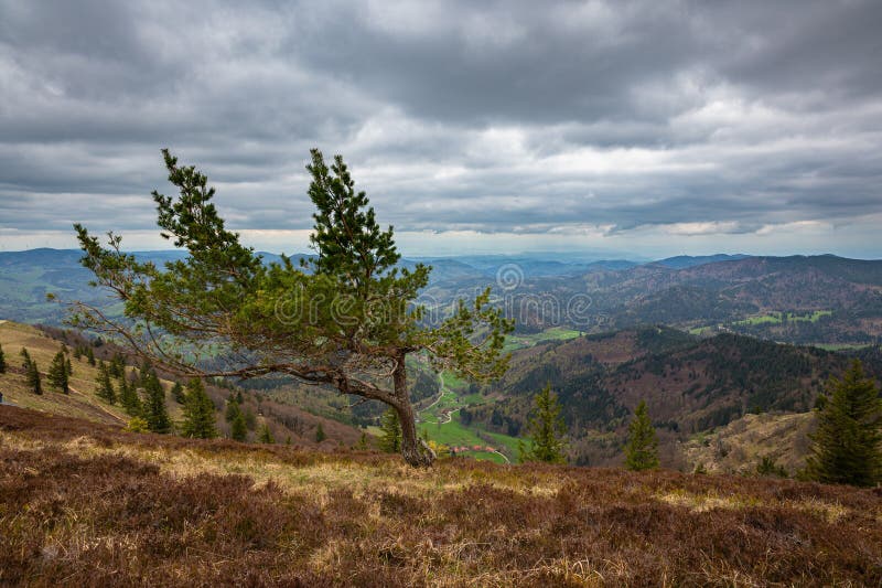 Lone Pine Tree at the Top of a Mountain Stock Photo - Image of lonely ...