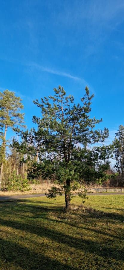 Lone Pine Tree with Vibrant Greenery Stock Image - Image of ecotourism ...