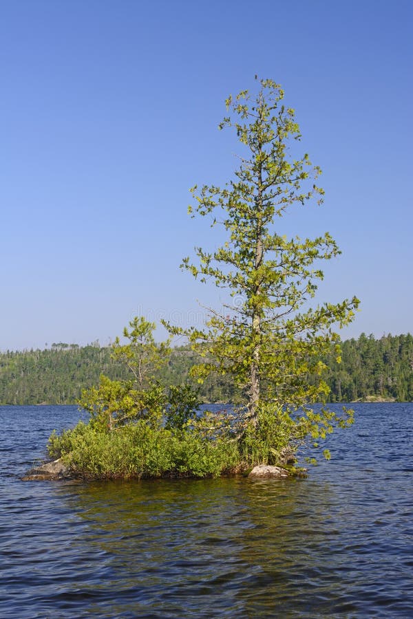 Lone Pine on Wilderness Lake Stock Image - Image of forest, minnesota ...