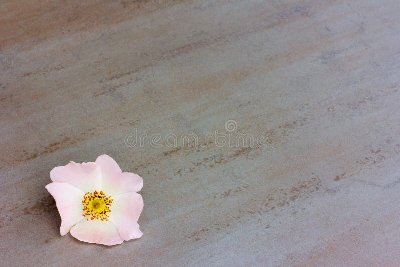 Lone Pink Flower Wild Rose on a Gray Background Stock Photo - Image of ...
