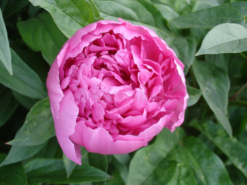 Lone Pink Peony Flower Amabilis Stock Photos - Free & Royalty-Free ...