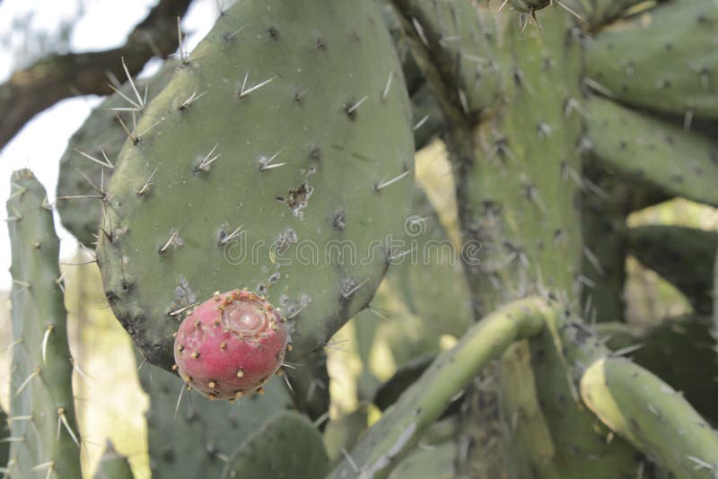 Lone Pitaya on the Nopal Leaf Stock Photo - Image of horizontal, white ...