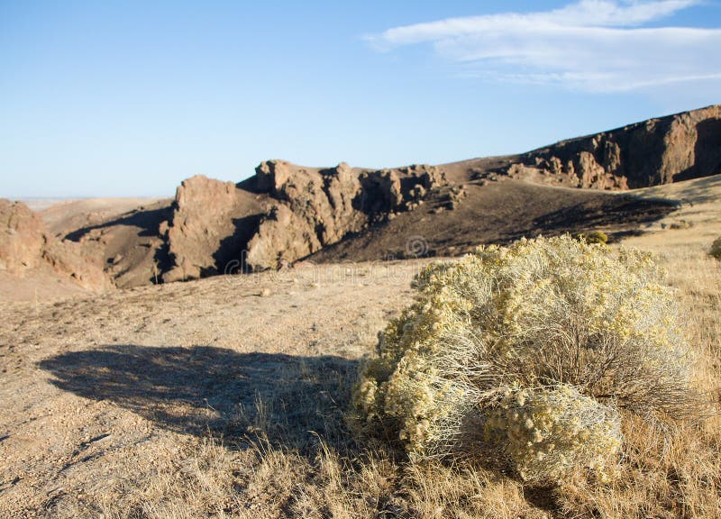 Lone plant stock image. Image of foliage, outdoors, bright - 60656631